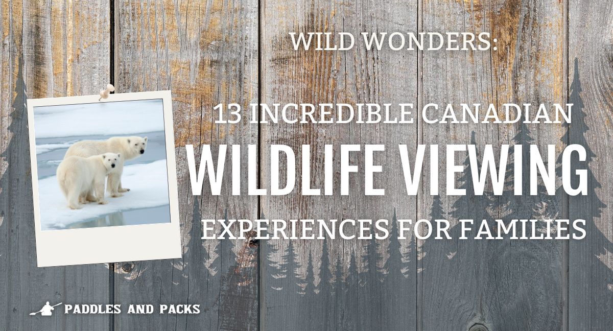 Wild Wonders: 13 Incredible Wildlife Viewing Experiences for Canadian ...