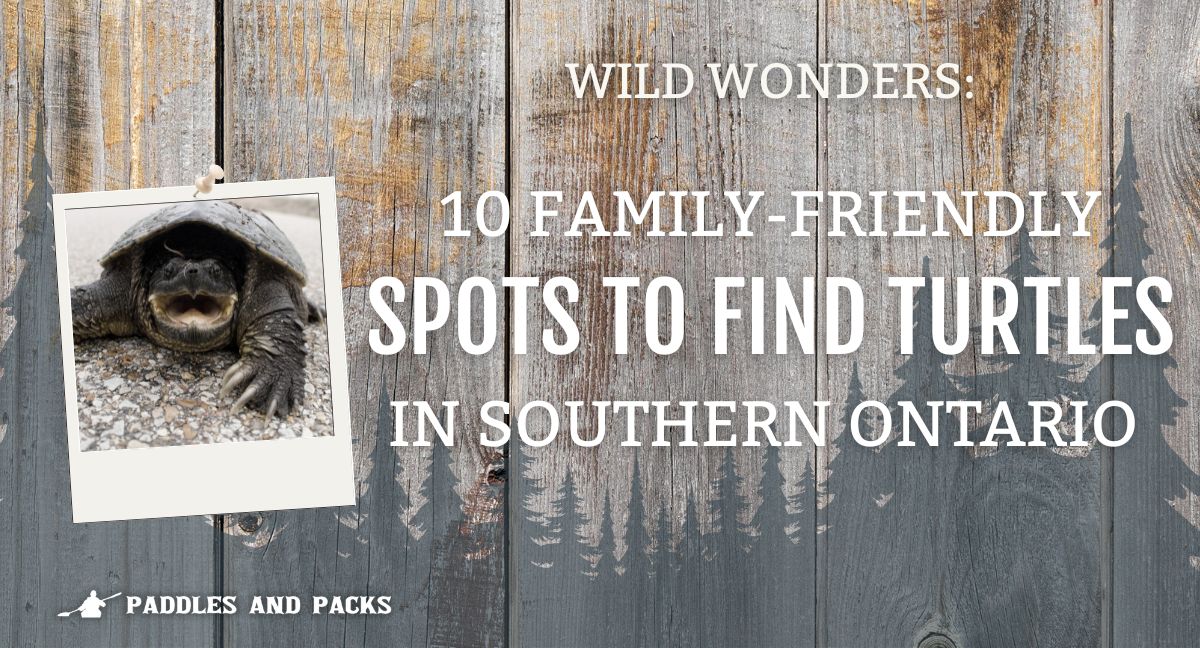 Wild Wonders: 10 Family-Friendly Turtle Viewing Spots in Ontario ...