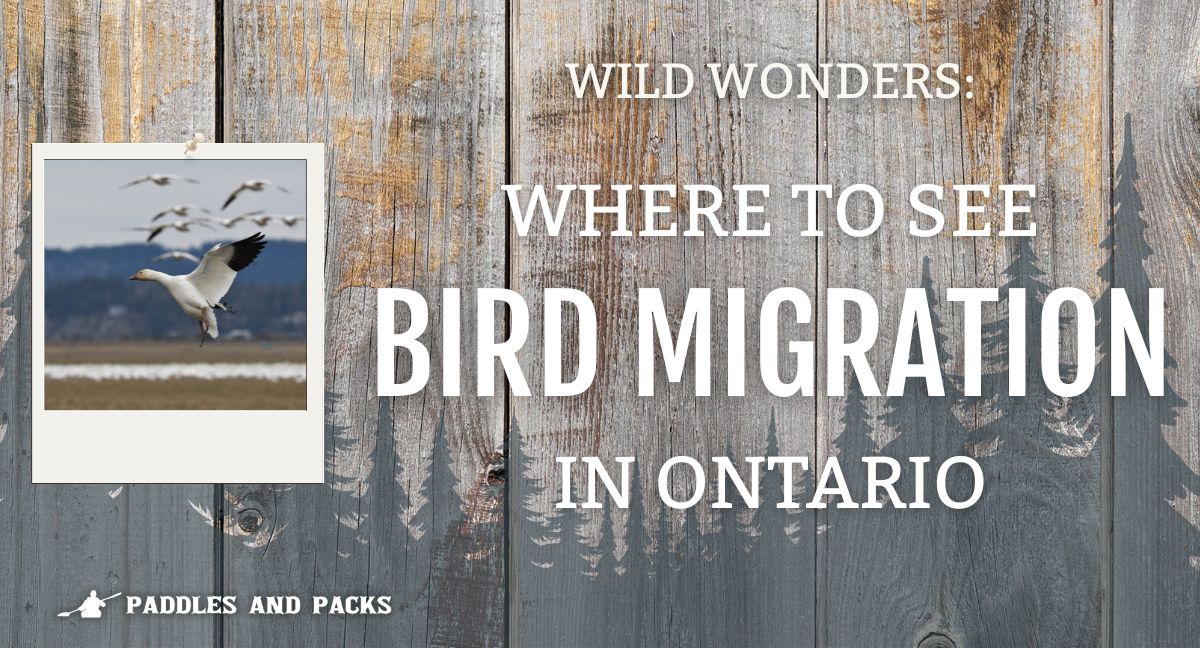 Wild Wonders: Where to See Bird Migration in Ontario - Paddles and Packs