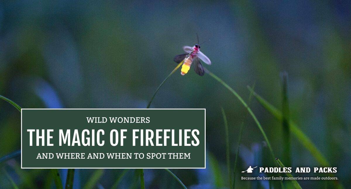 The Magic of Fireflies: How & Where to Spot Them in Canada - Paddles ...