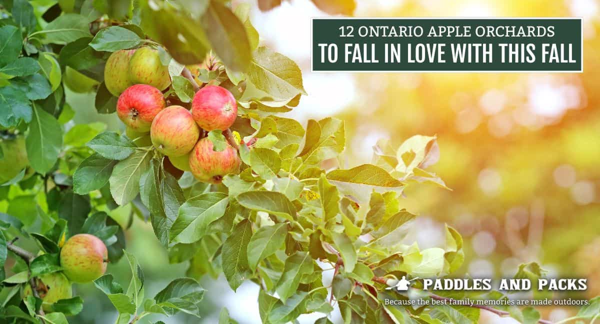 12 Ontario Apple Orchards to Fall in Love With This Autumn - Paddles ...